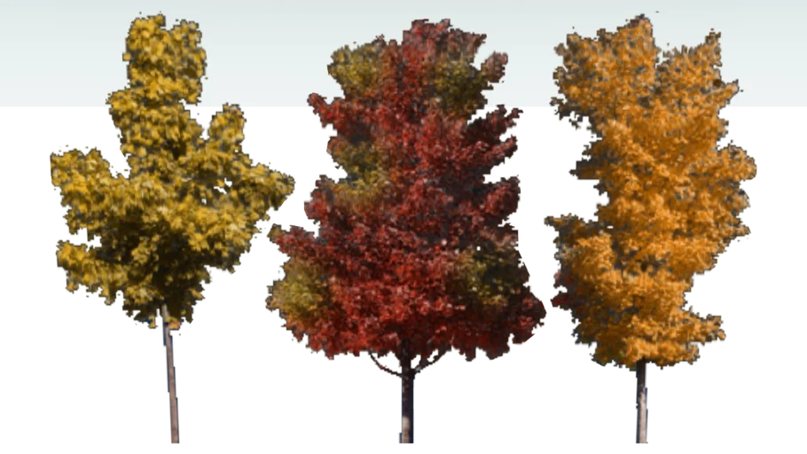 fall trees | 3D Warehouse