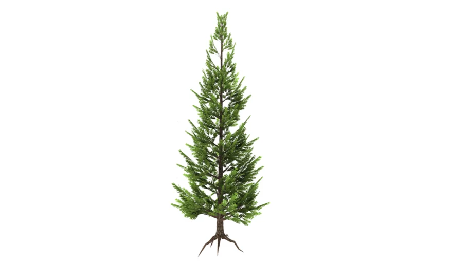 Spruce Tree | 3D Warehouse