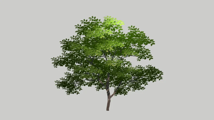 Evergreen tree03 | 3D Warehouse