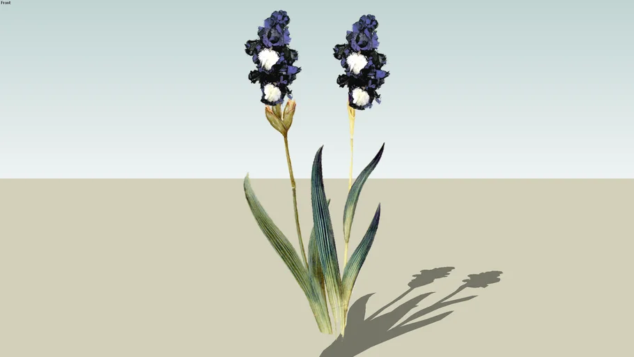 Iris Purple (BH) - 2D | 3D Warehouse