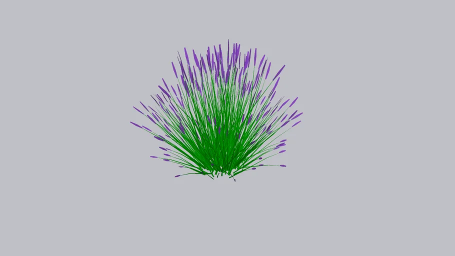Lavender | 3D Warehouse