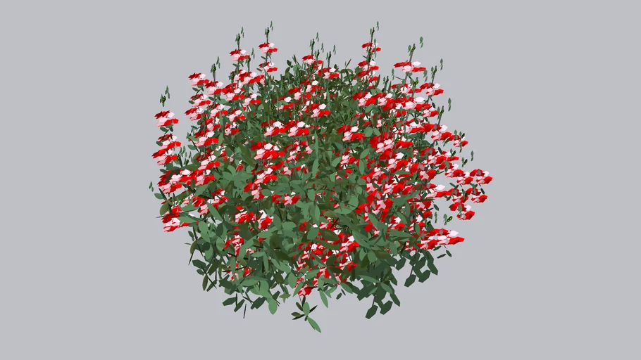 salvia hot lips | 3D Warehouse