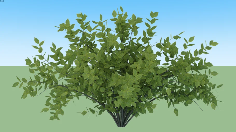 Skatter Shrub 02 Billboard | 3D Warehouse