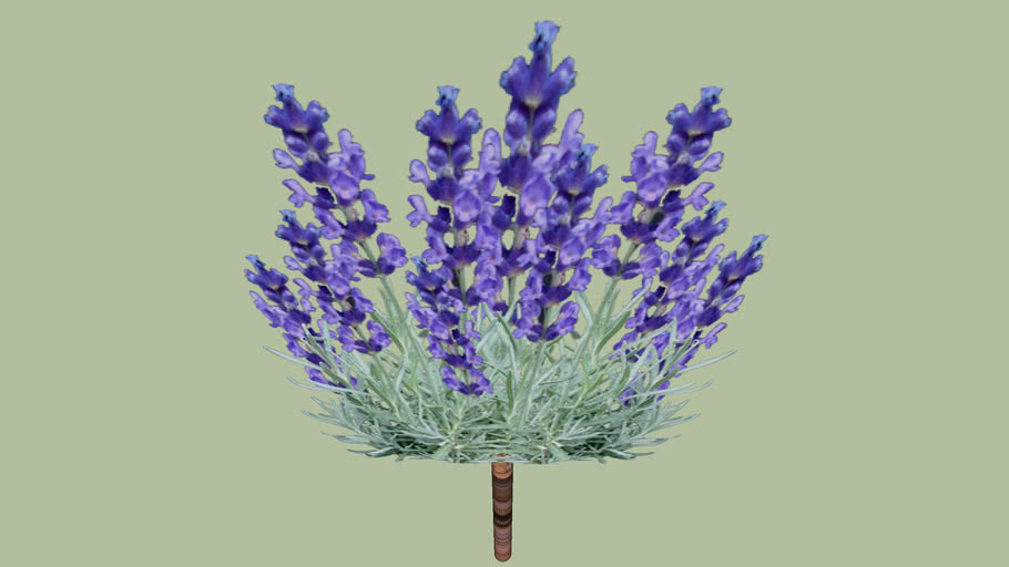 LAVENDER STANDARD | 3D Warehouse
