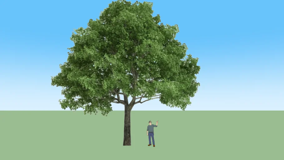 OAK TREE IN SPRING 2D SILHOUETTE TYPE TEXTURE TRANSPARENT BACKGROUND ...