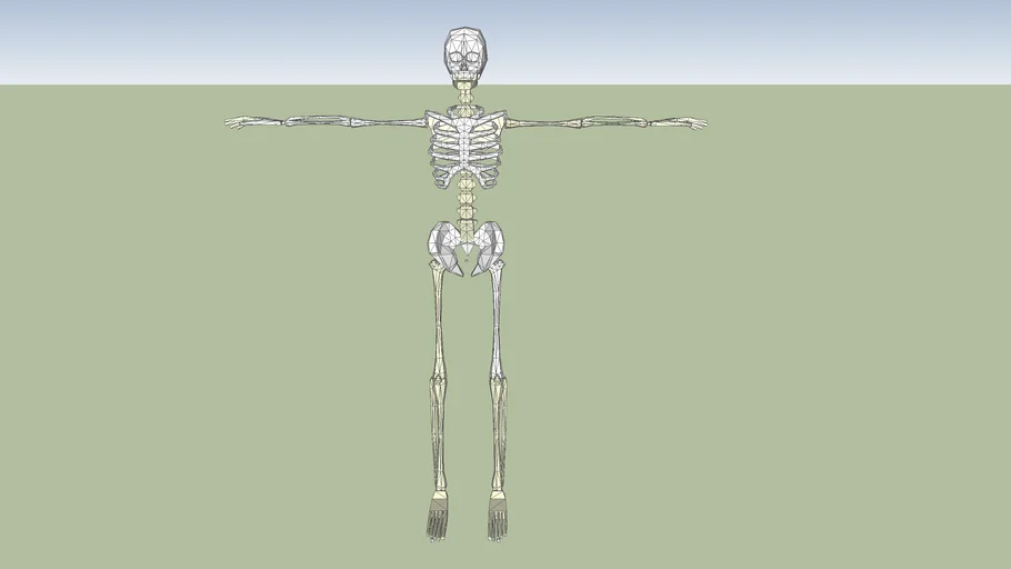 skeleton | 3D Warehouse