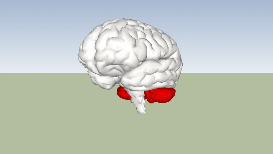 Brain | 3D Warehouse