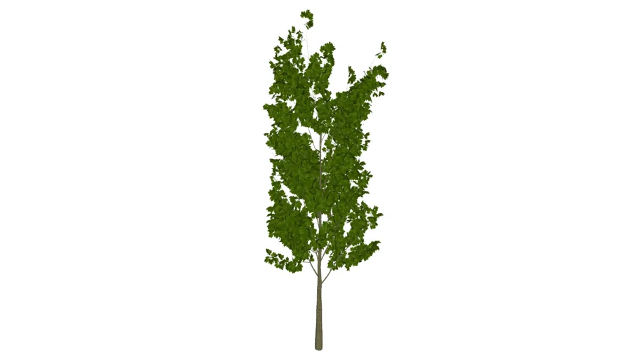 V-Ray Ready Tree - Young Maple | 3D Warehouse