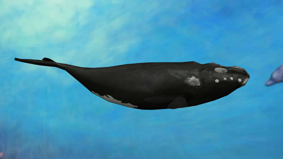 ballena | 3D Warehouse
