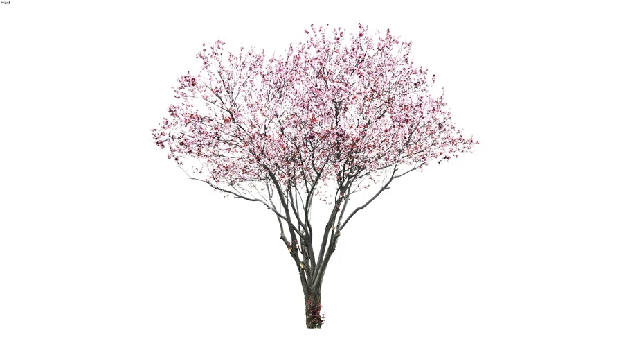 Magnolia | 3D Warehouse