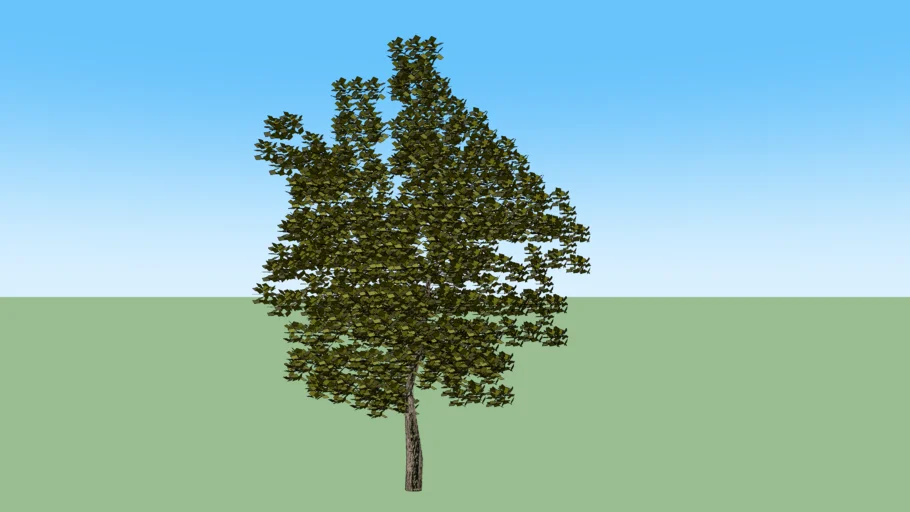 3d Tree - Deciduous | 3D Warehouse