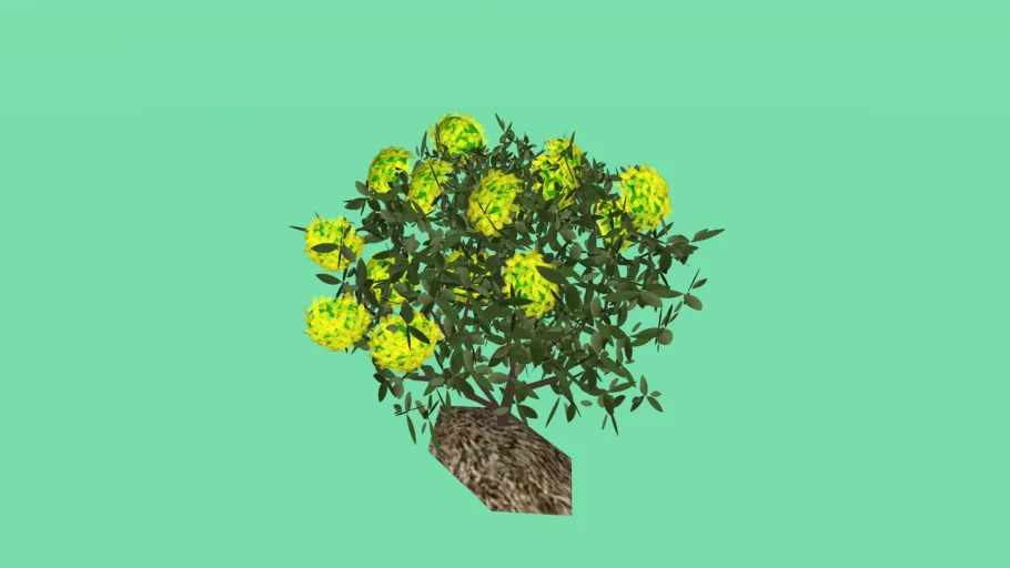 Ixora Maui | 3D Warehouse