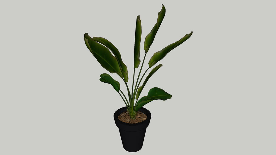Strelitzia | 3D Warehouse