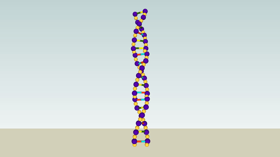 DNA structure | 3D Warehouse