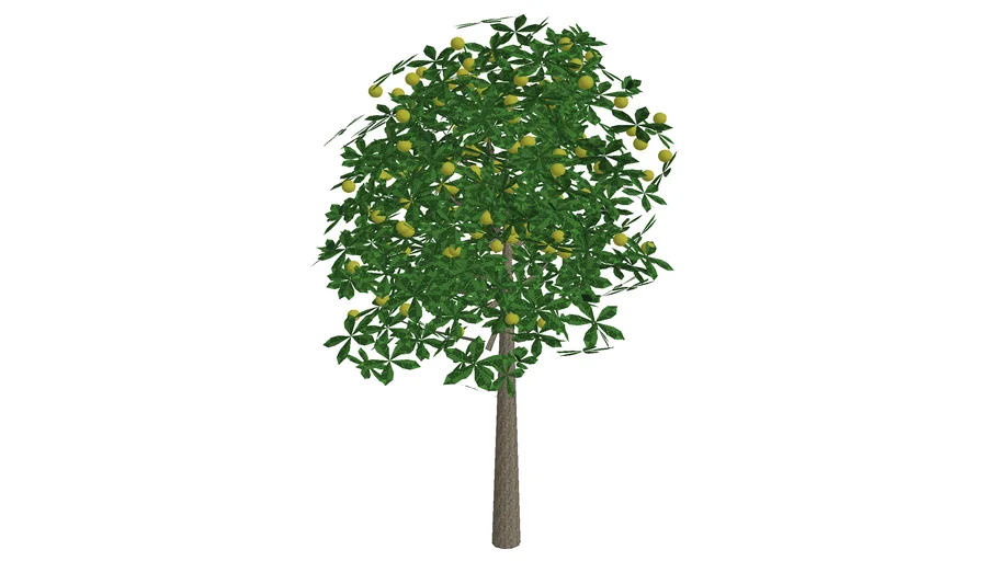 Citrus lemon | 3D Warehouse