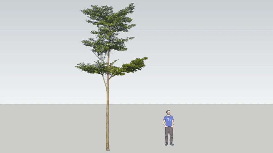 tree_g_2_for_v-ray | 3D Warehouse