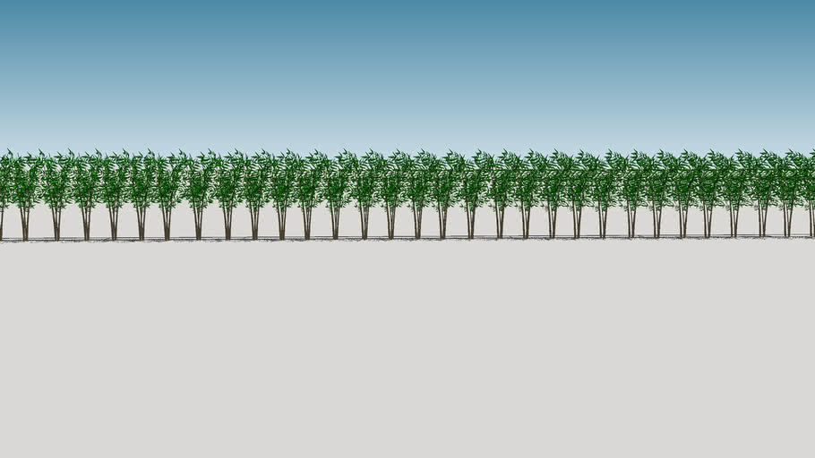 GLASS BAMBOO HEDGE | 3D Warehouse