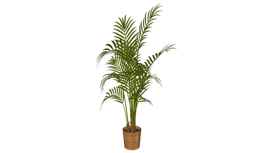Areca Palm | 3D Warehouse