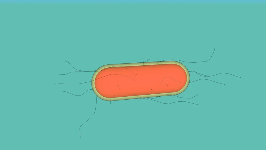 Gram-Negative Bacteria | 3D Warehouse