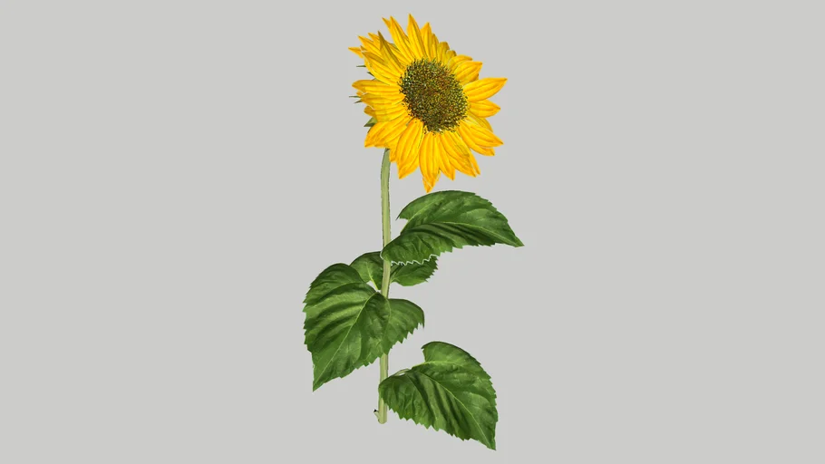Sunflower (Tournesol) | 3D Warehouse