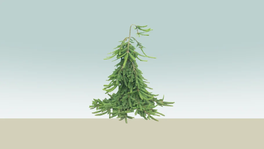 Weeping Norway Spruce - Picea abies 'Pendula' | 3D Warehouse