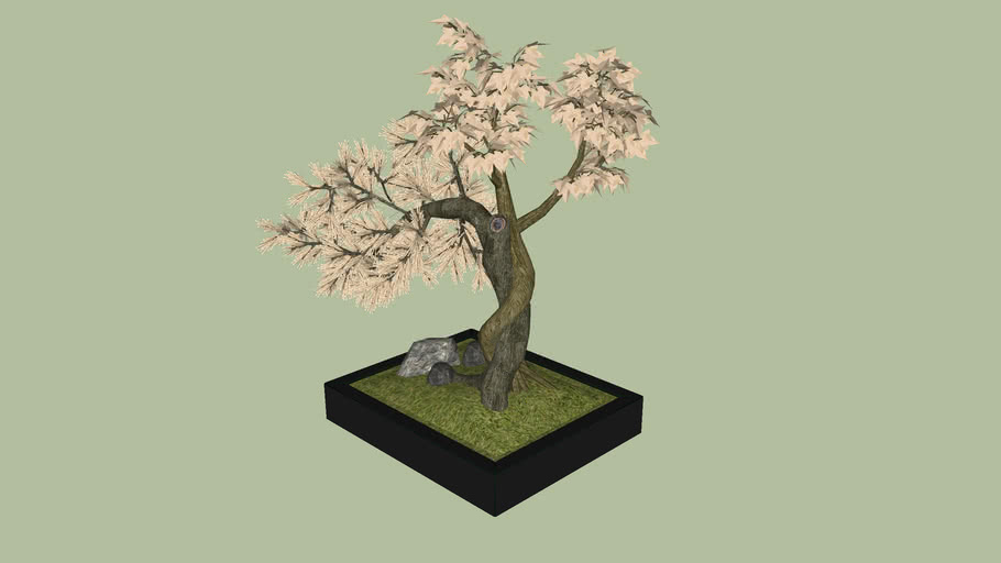 Bonsai 01 | 3D Warehouse