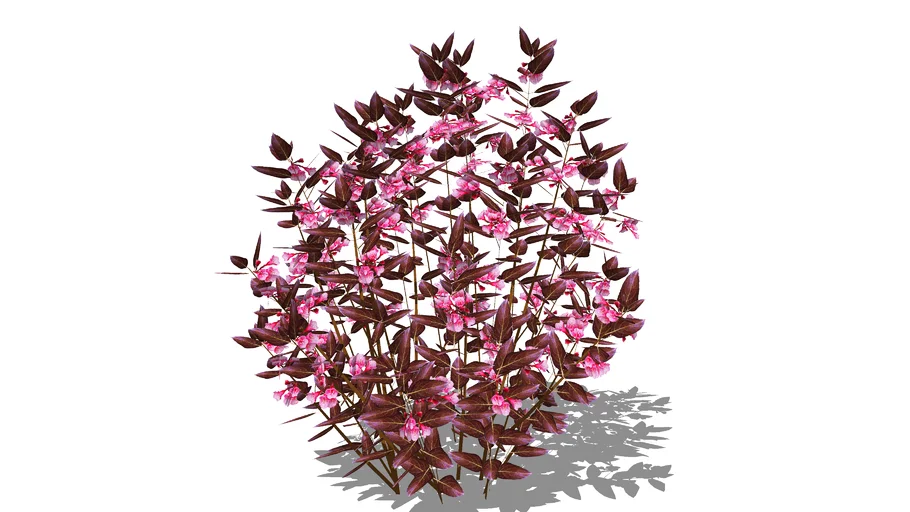 Weigela Wine and Roses | 3D Warehouse