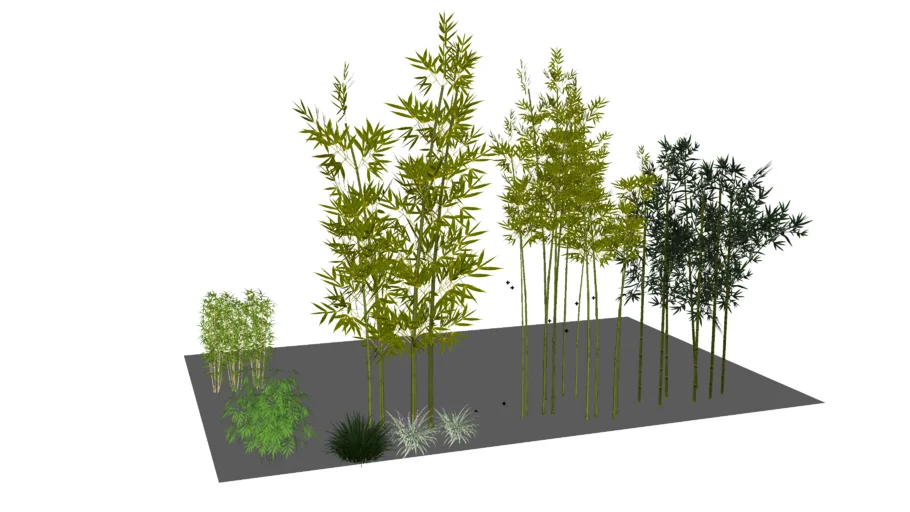 Bamboo | 3D Warehouse