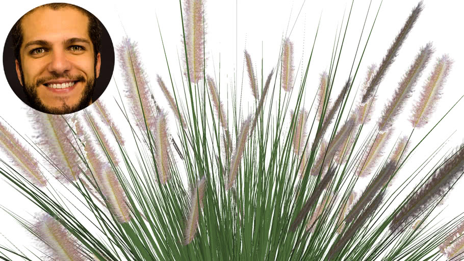 Pennisetum setaceum : Capim do texas verde | 3D Warehouse