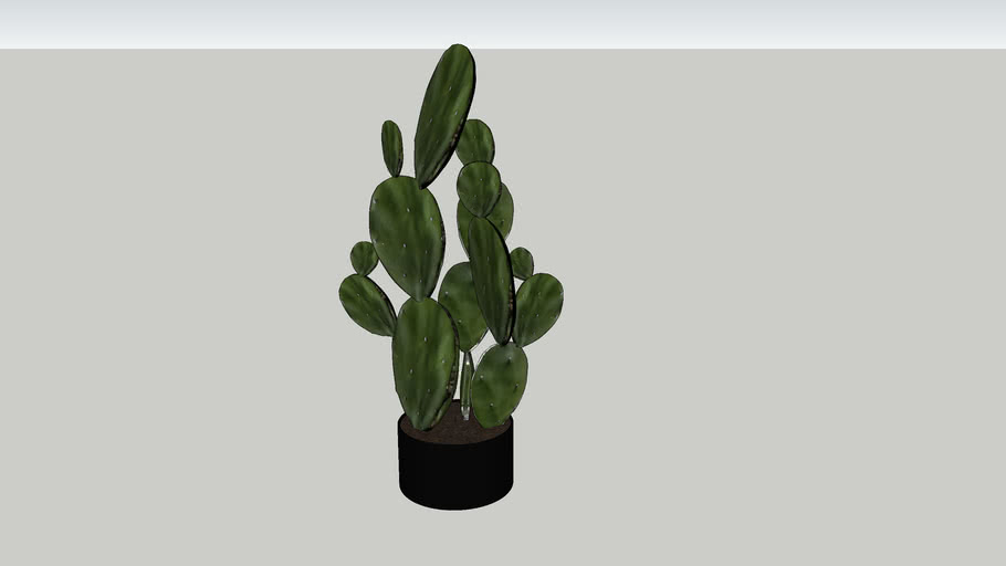 Prickly Pearl Bunny Ears Cactus + VRAY | 3D Warehouse
