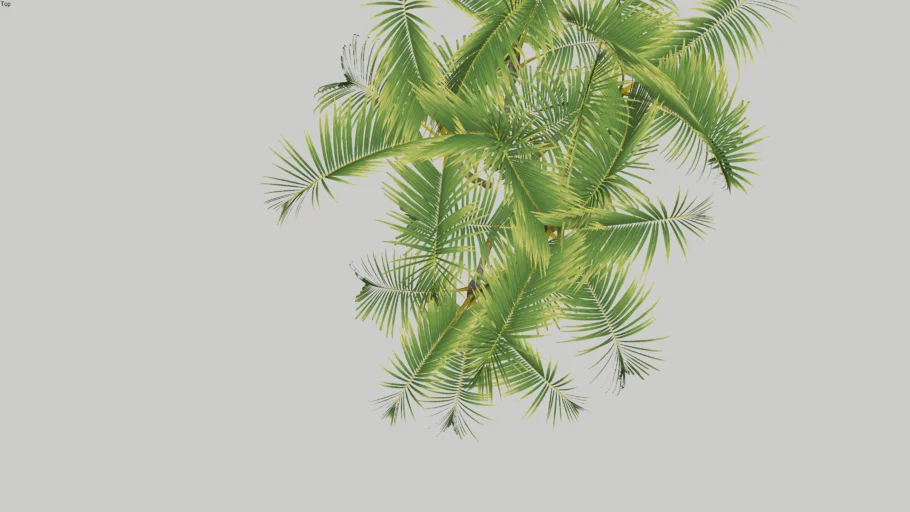 Palmeira Areca | 3D Warehouse