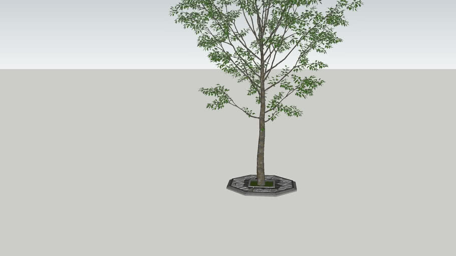 tree 01 | 3D Warehouse