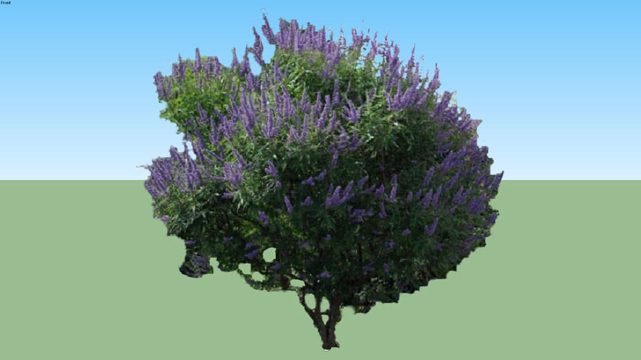 vitex agnus castus | 3D Warehouse