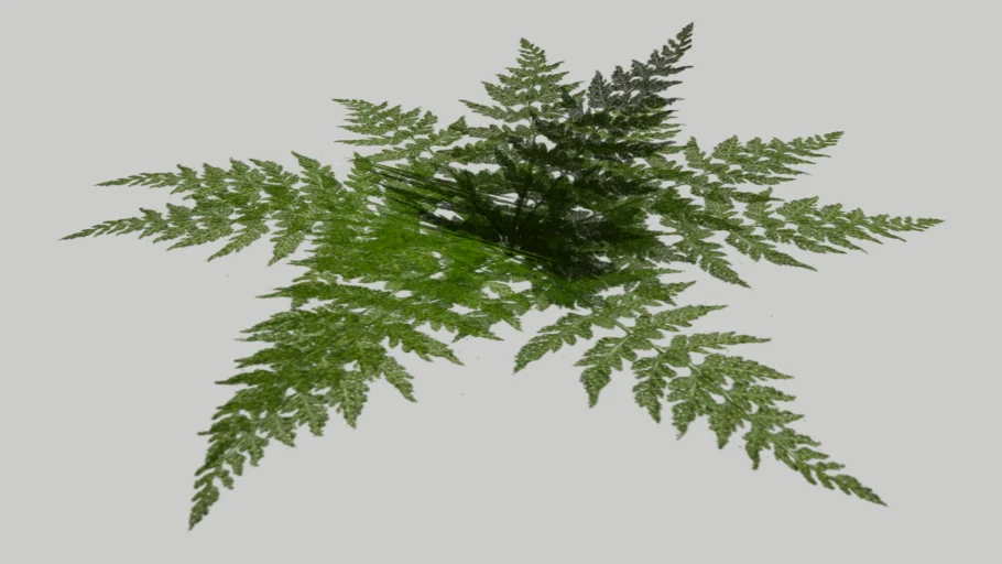 Fern | 3D Warehouse