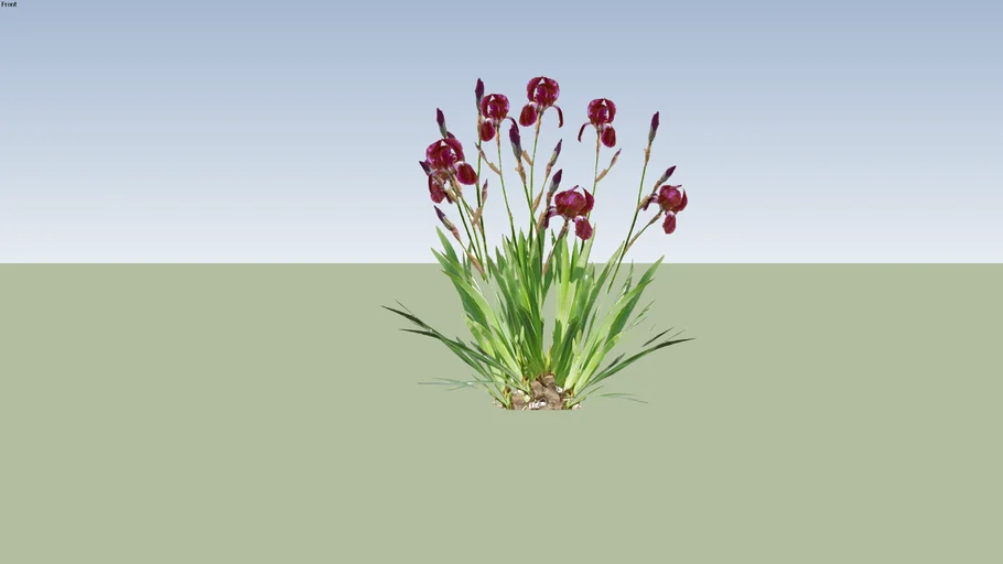 Iris germanica red | 3D Warehouse