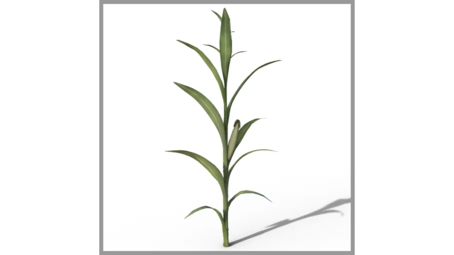ROCKIT3D Zea mays 1.7 m (Corn) | 3D Warehouse