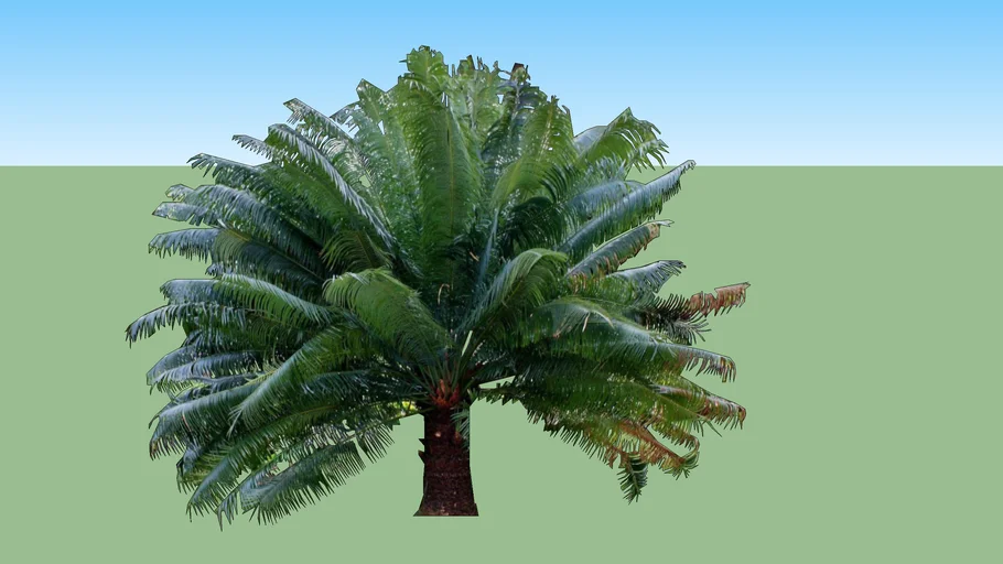 Cycas Circinalis | 3D Warehouse