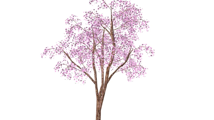 Ipê rosa Handroanthus heptaphyllus | 3D Warehouse