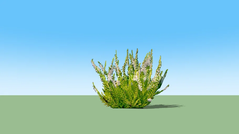 Calluna vulgaris 'Beoley Gold' | 3D Warehouse