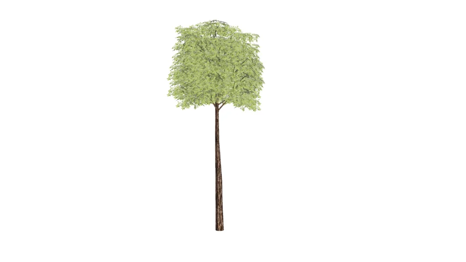 Pleached tree 3D | 3D Warehouse