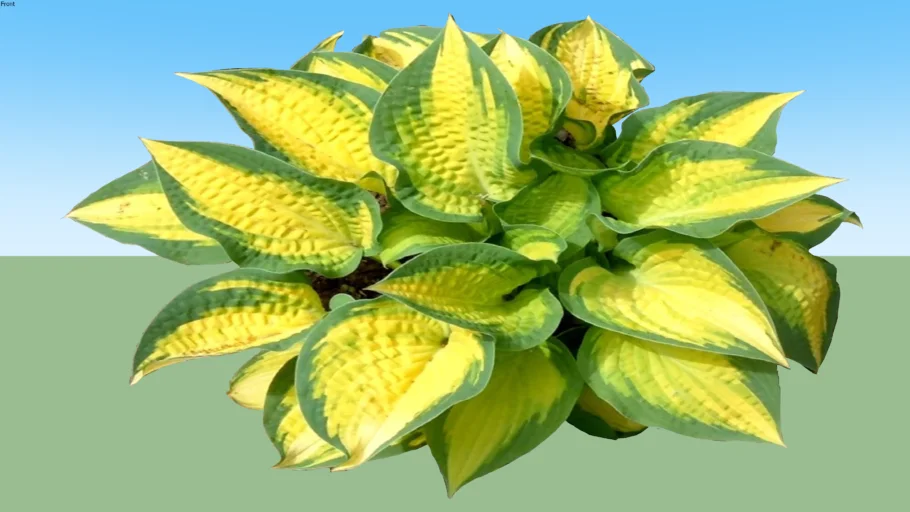 Hosta 'Orange Marmalade' | 3D Warehouse