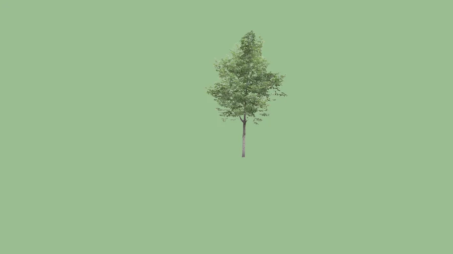 Plain tree | 3D Warehouse
