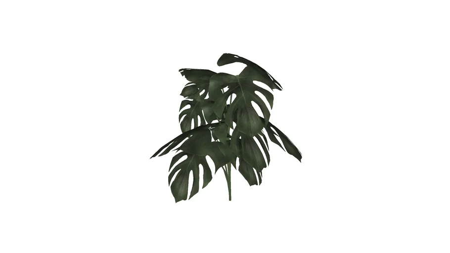 MONSTERA | 3D Warehouse