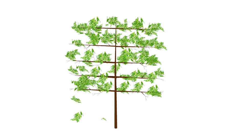 Pleached Tree | 3D Warehouse