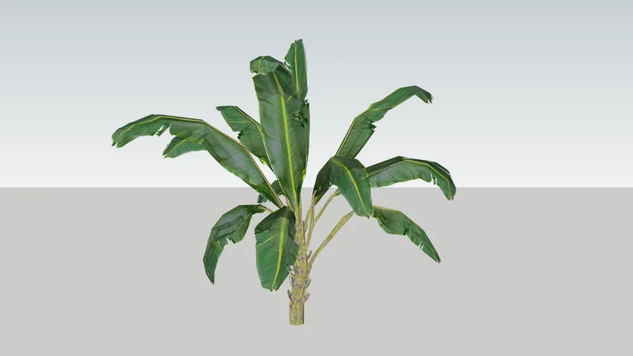 Banana Tree | 3D Warehouse