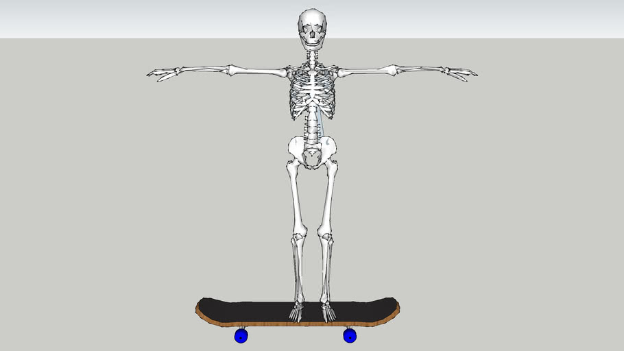 skeleton | 3D Warehouse