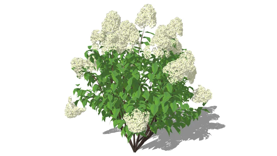 Hydrangea Paniculata | 3D Warehouse