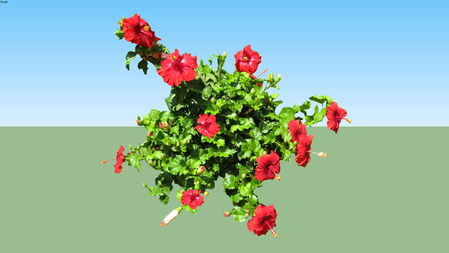 Bunga Sepatu - Hibiscus Flowers | 3D Warehouse