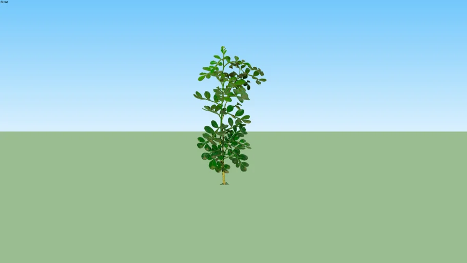 Kawista (Limonia Acidissima) | 3D Warehouse