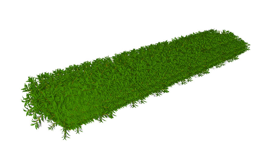 Large Bush | 3D Warehouse